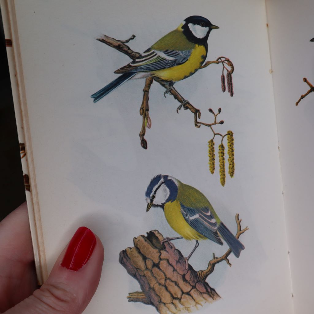 Les Oiseaux by Sigfrid Durango (Fernand Nathan Series) – Bramble & Fox®